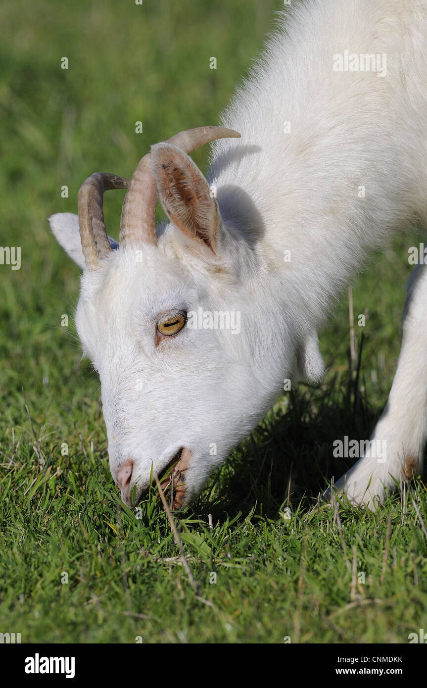 Domestic Goat, adult, close-up of head, feeding on grass, Oxfordshire ...