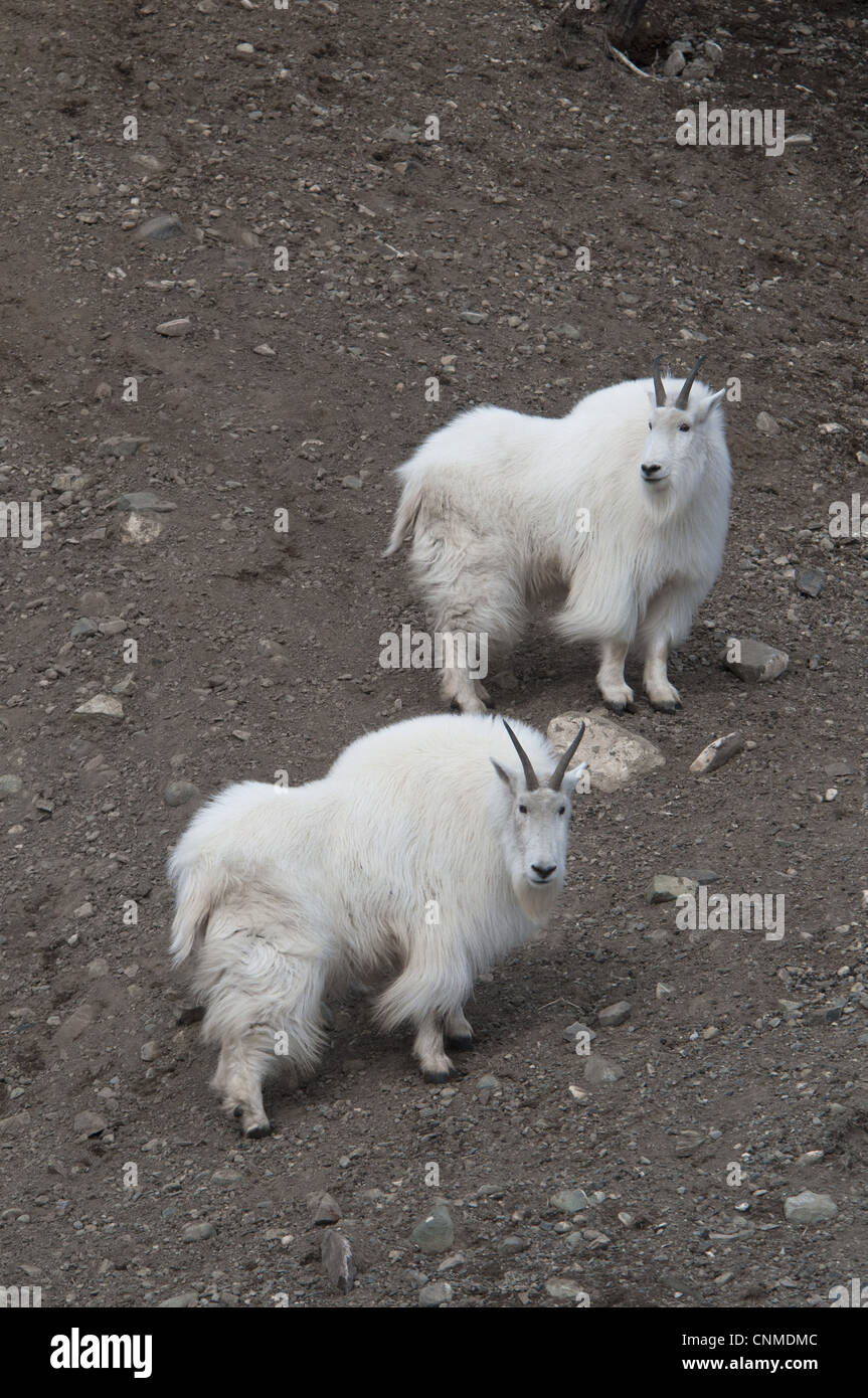Mountain Goat (Oreamnos americanus) two adults, standing on slope ...