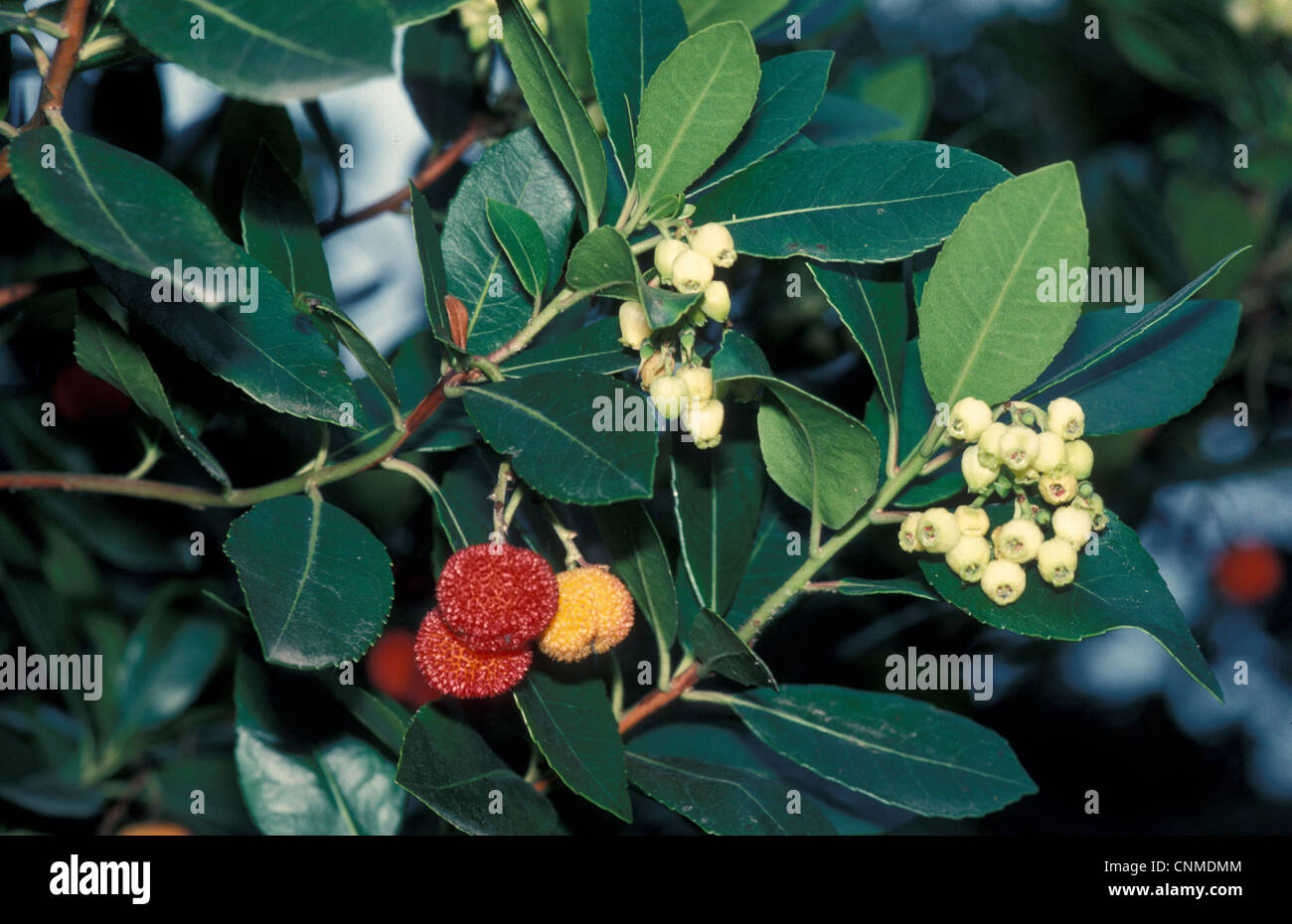 Strawberry trees arbutus unedo hi-res stock photography and images - Alamy