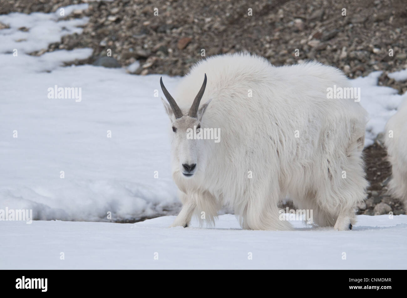 Mountain goat oreamnos americanus yukon hi-res stock photography and ...