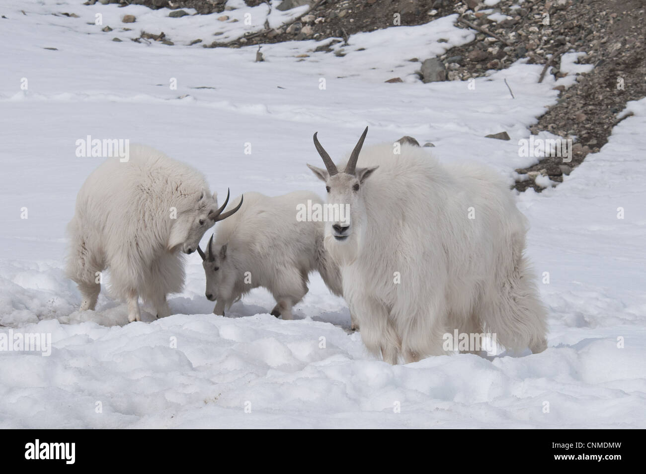 Mountain Goat Oreamnos americanus adult juveniles playfighting standing ...