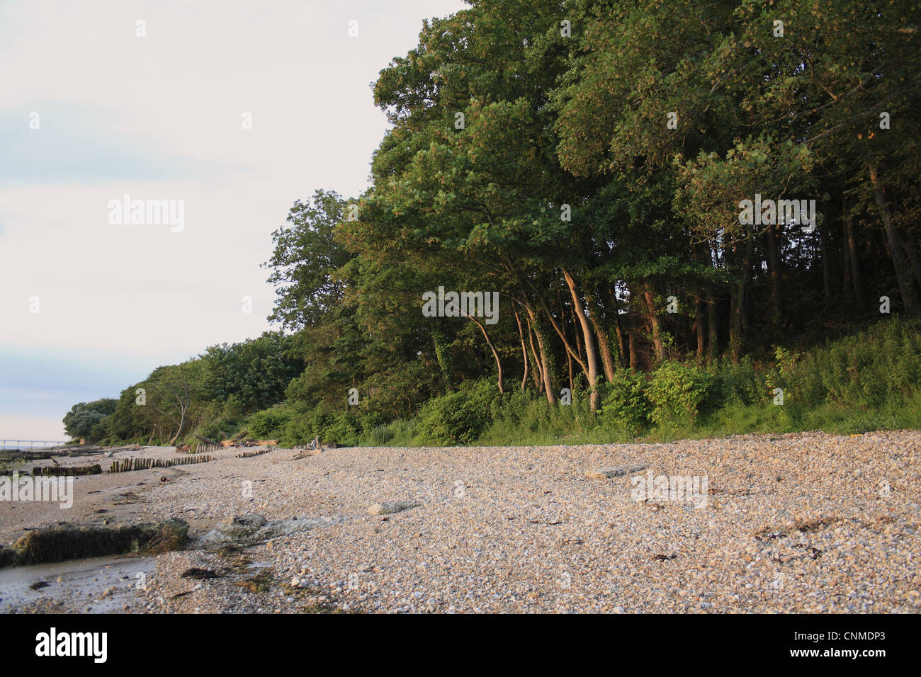 Sycamore (Acer pseudoplatanus) woodland habitat at edge of beach at ...