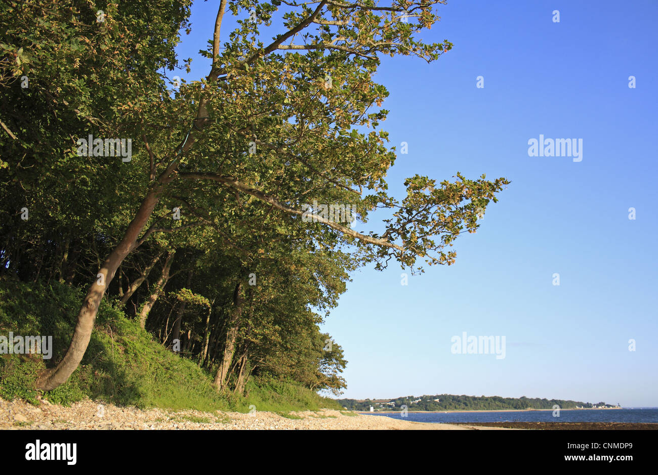 Sycamore (Acer pseudoplatanus) habit, woodland habitat at edge of beach ...