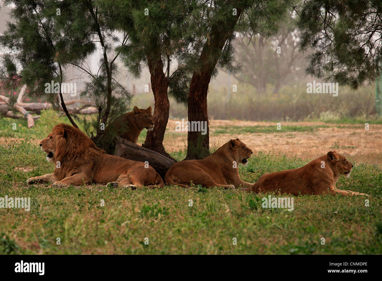 A male lion and lionesses rest under tree at the Ramat Gan Safari ...