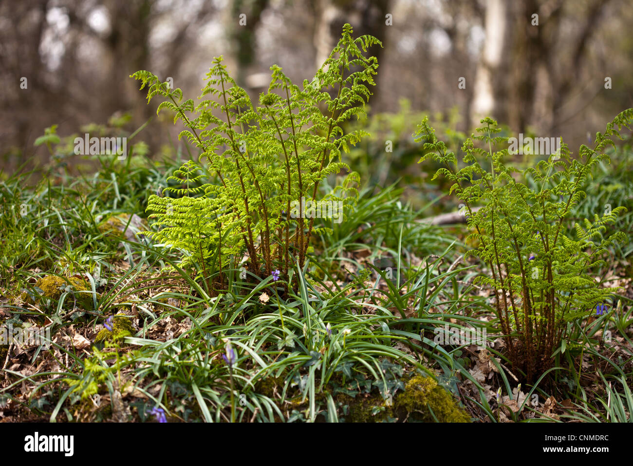 Fern / bracken just starting to grow in mountain woodland in early ...
