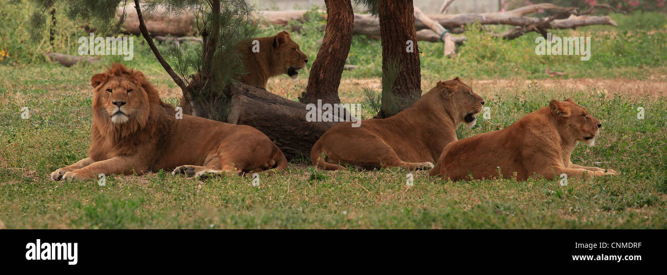 Lions at the Ramat Gan Safari, officially known as the Zoological ...