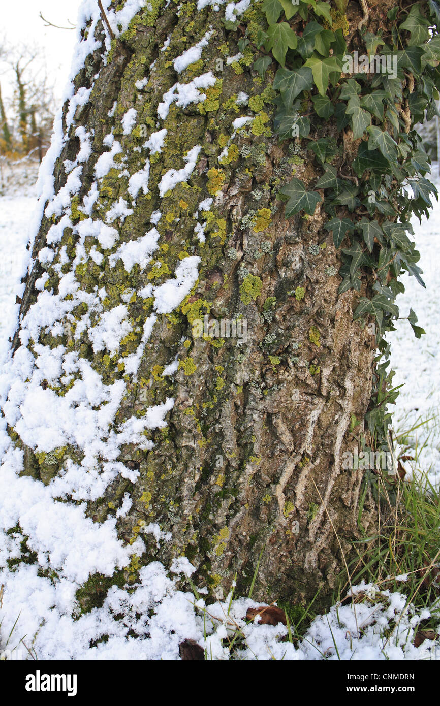 Common walnut tree winter uk hi-res stock photography and images - Alamy