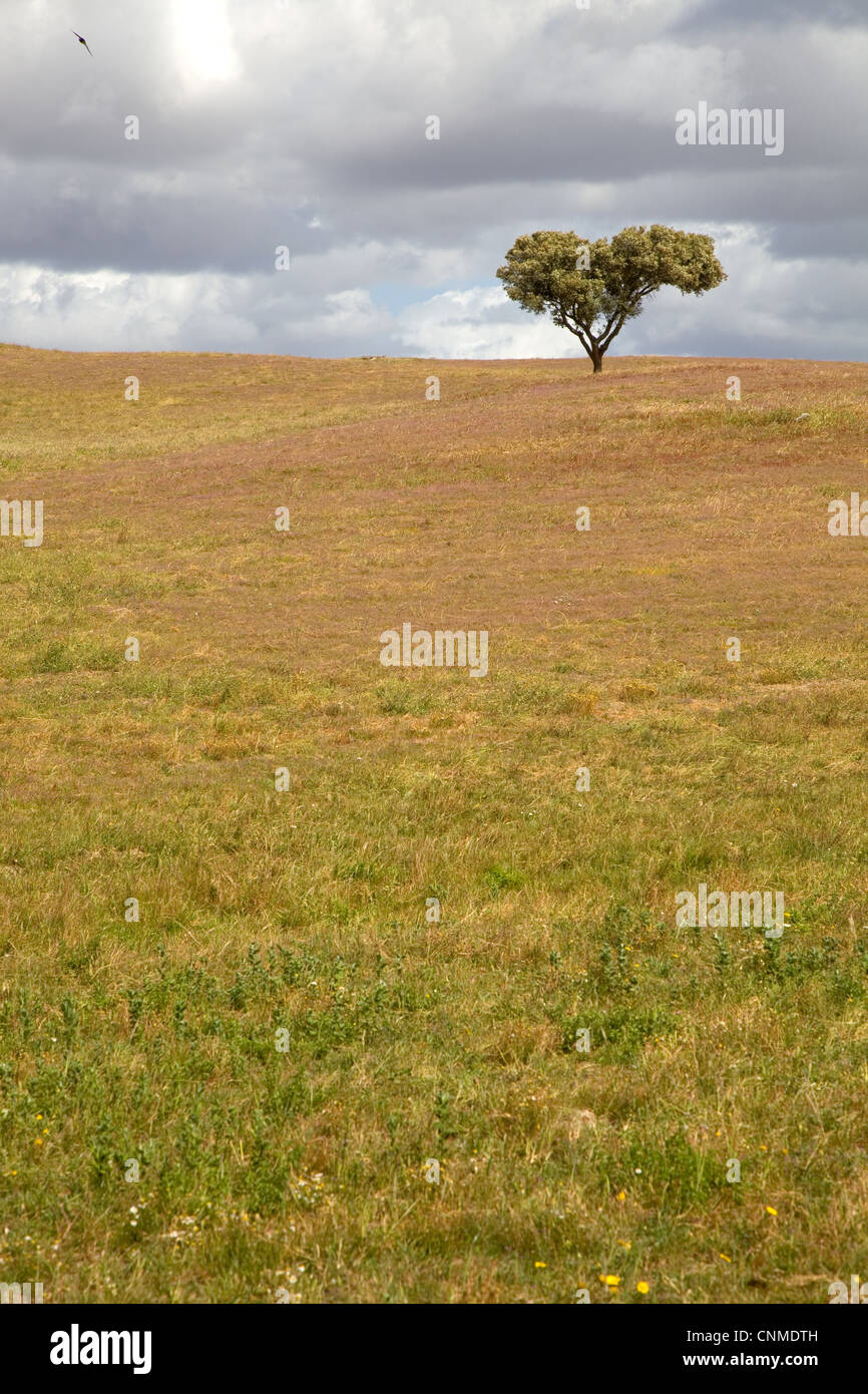 lonely tree in a alentejo farm, the south of portugal Stock Photo - Alamy