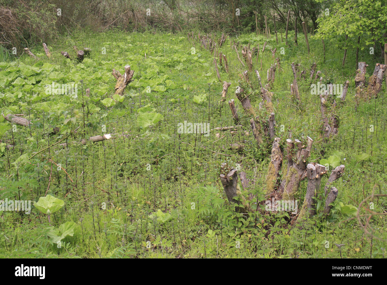 Willow (Salix sp.) coppiced stools in bed, River Rattlesden, Stowmarket ...