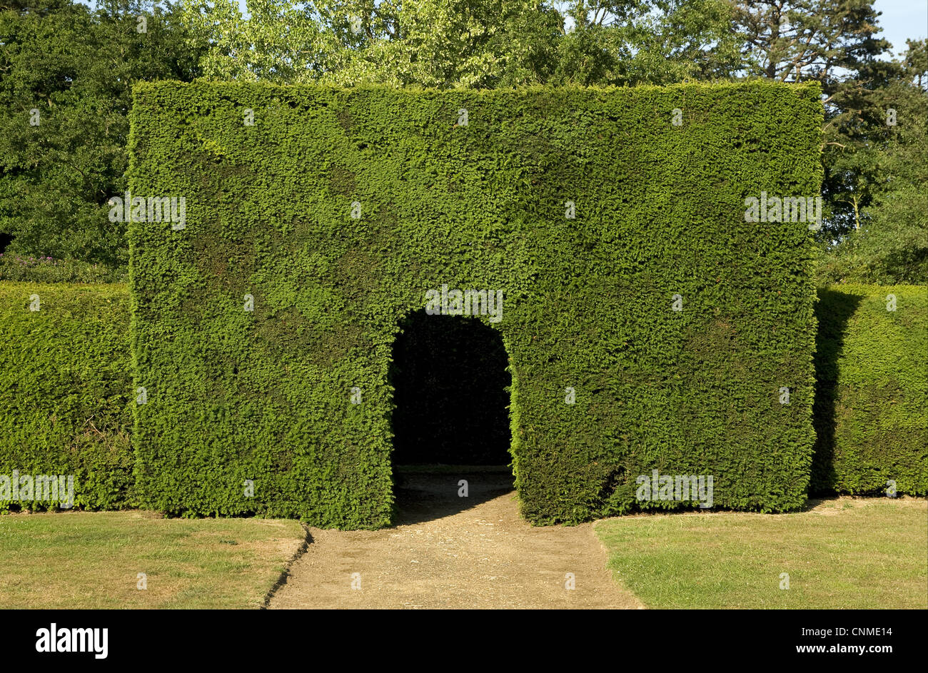 Yew Hedge Plants Taxus Baccata Hedging