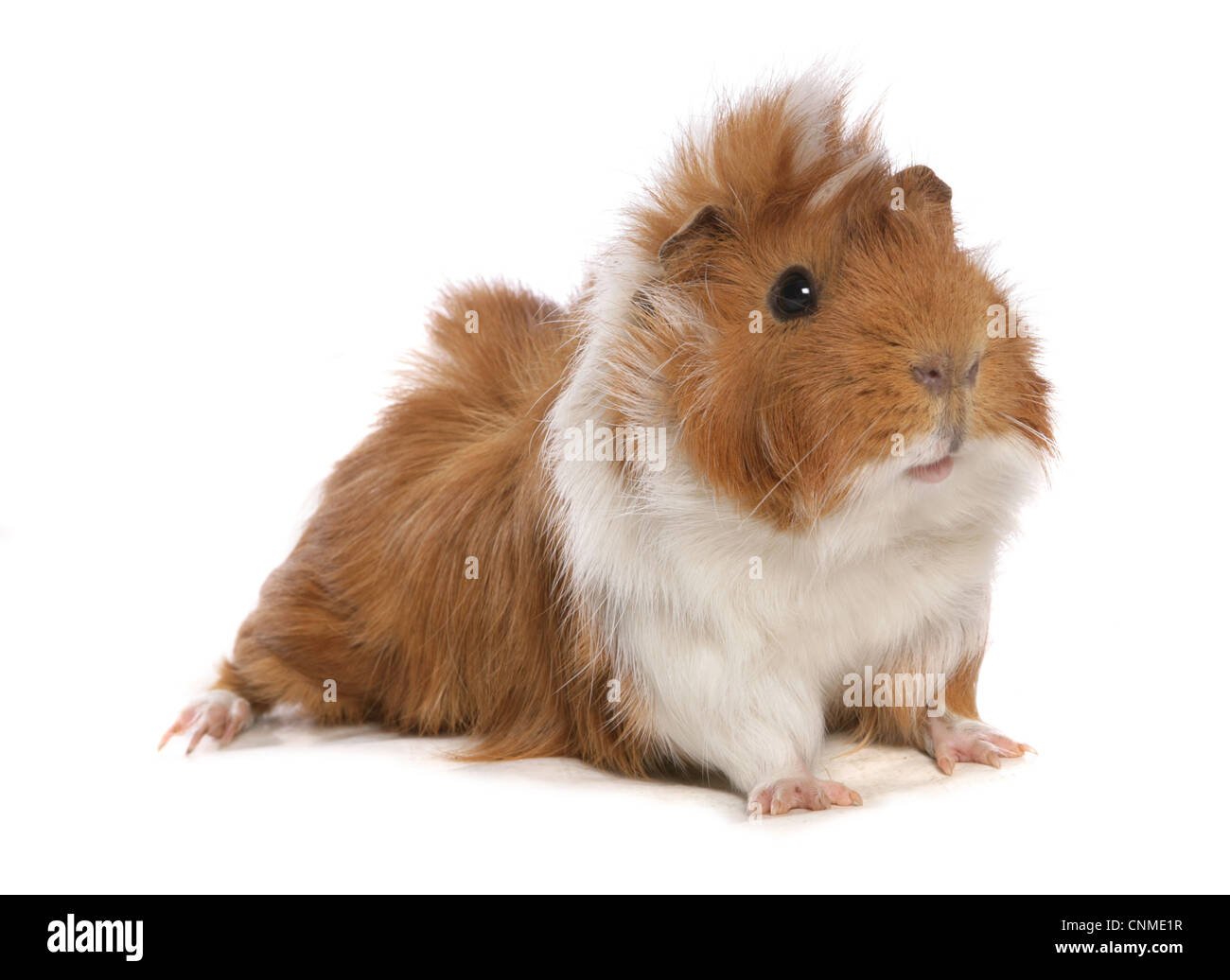 Domestic Guinea Pig (Cavia porcellus) adult, standing Stock Photo - Alamy
