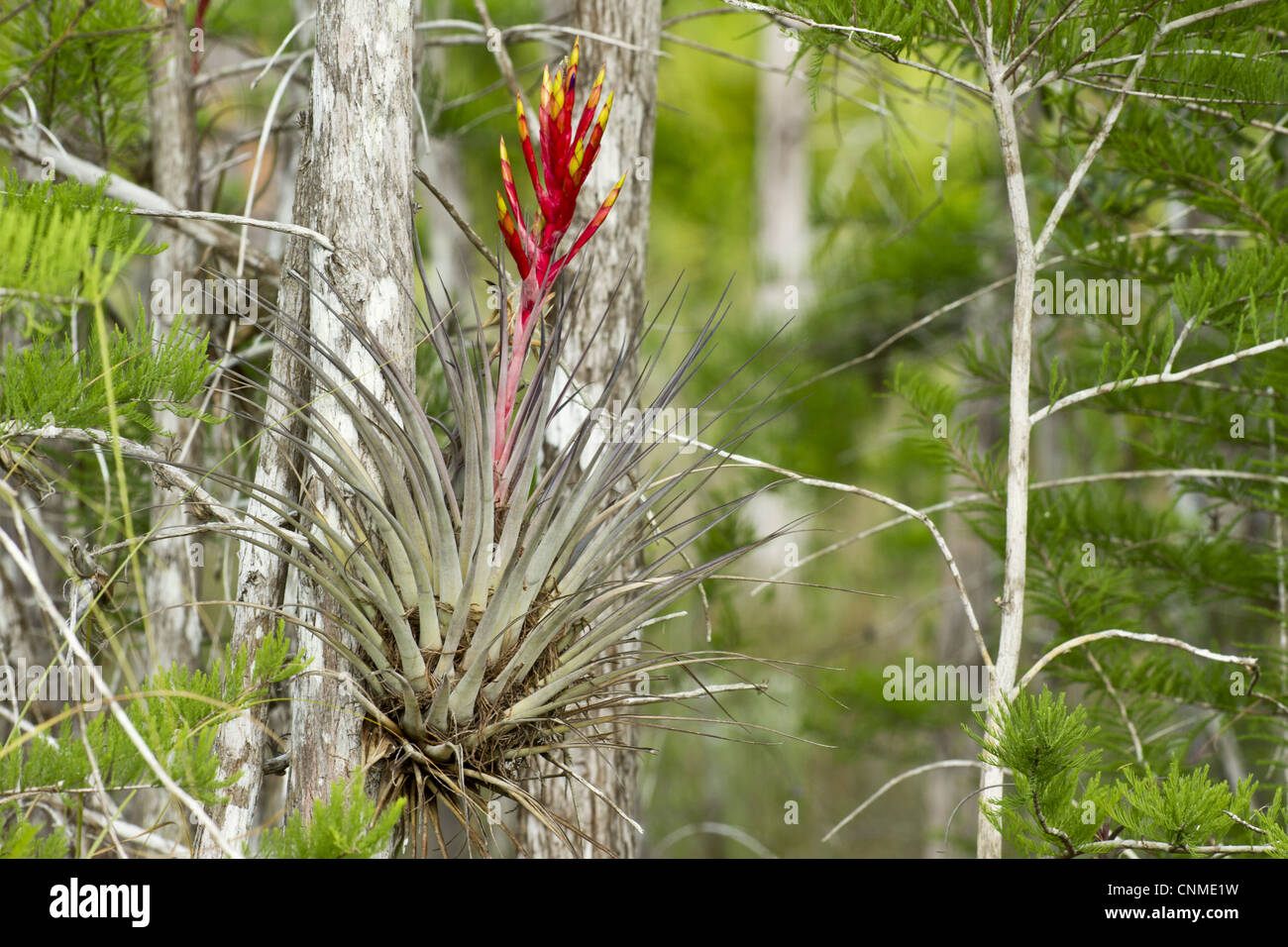 Air Plants Growing On Trees