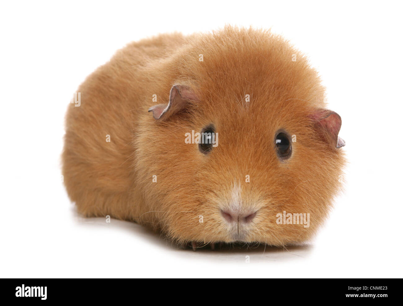 Domestic Guinea Pig (Cavia porcellus) adult, standing Stock Photo - Alamy