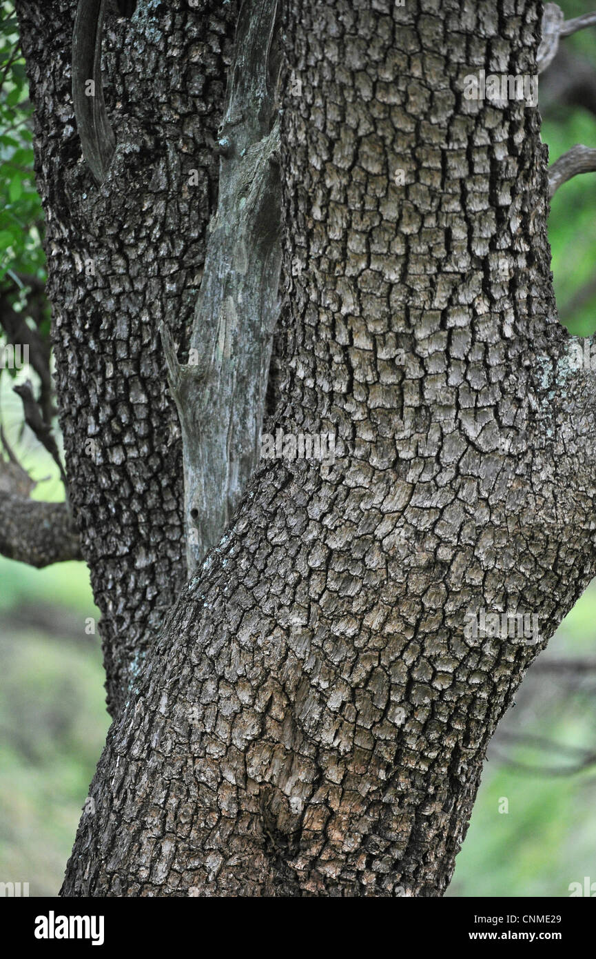 Leadwood (Combretum imberbe) close-up of trunk, growing in lowveld ...