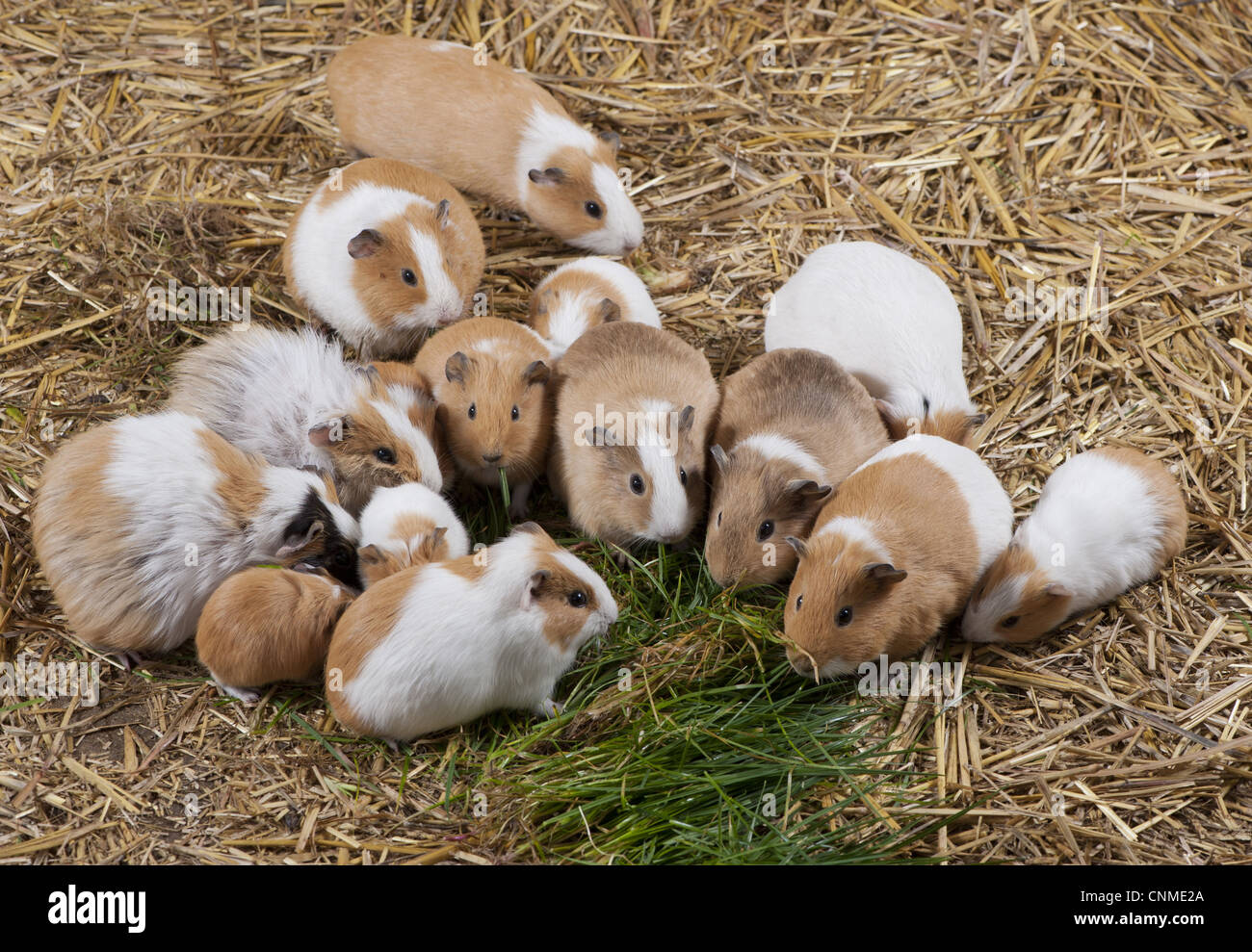 Domestic Guinea Pig Cavia porcellus adults young group feeding grass ...