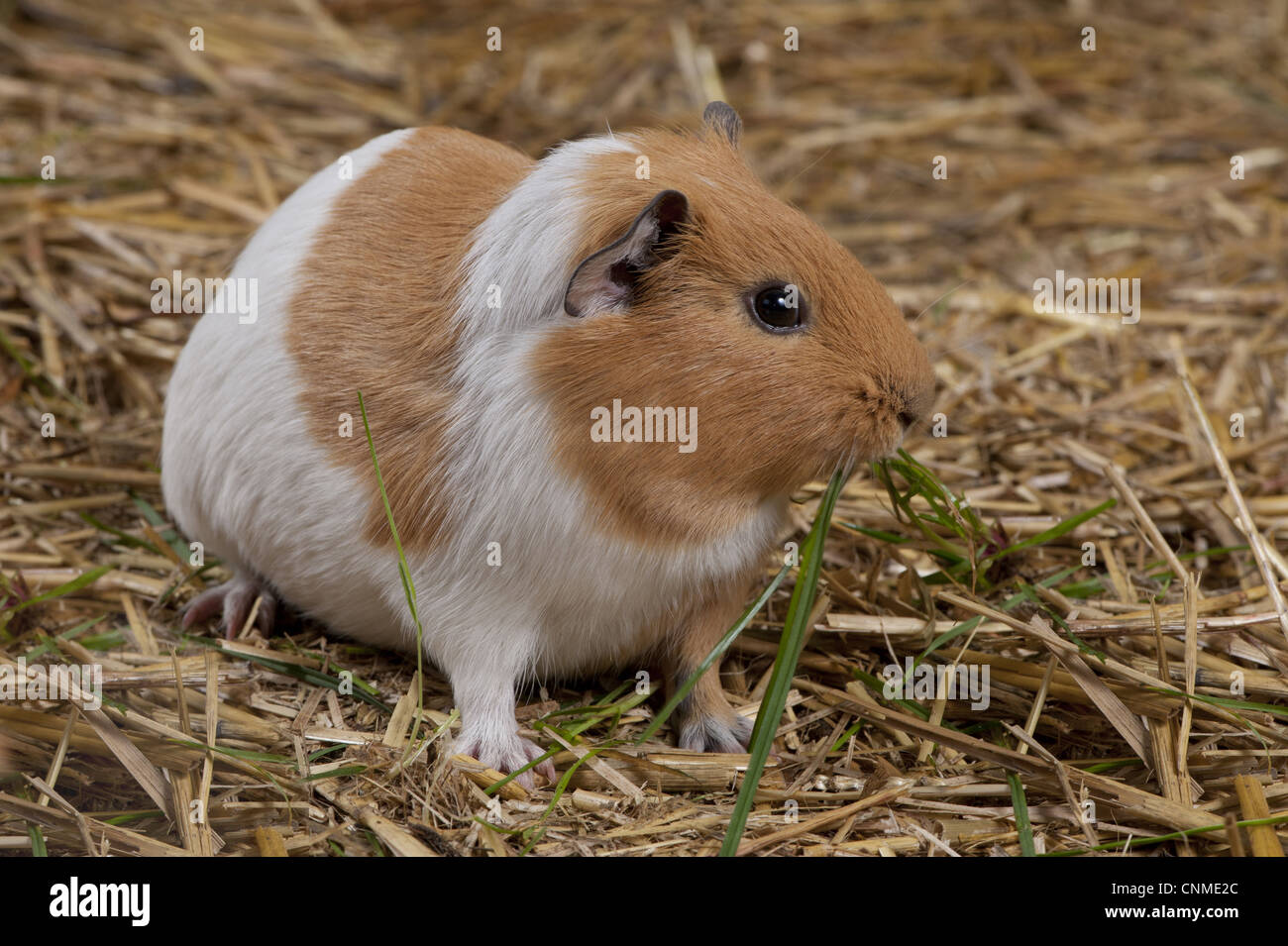 Domestic Guinea Pig Cavia porcellus adult feeding on grass standing on ...