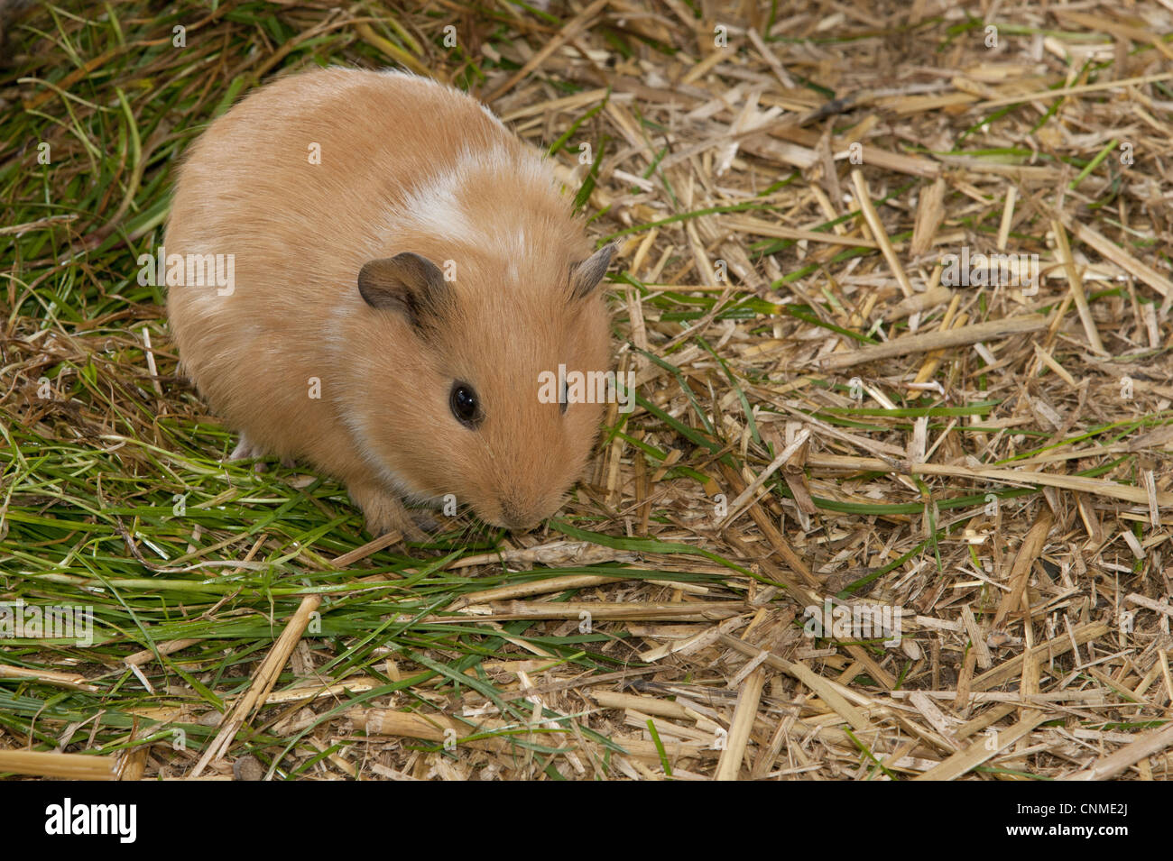 English guinea pig hi-res stock photography and images - Alamy