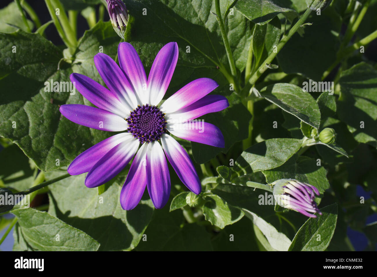 Cultivated Pericallis (Pericallis sp.) 'Senetti', close-up of magenta ...