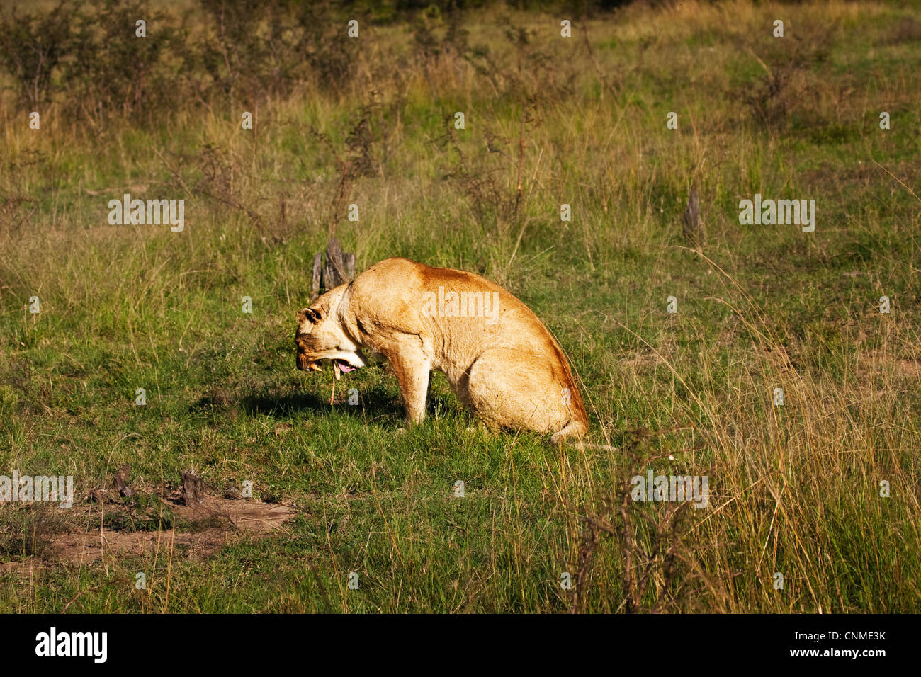 Female lion vomiting Stock Photo - Alamy