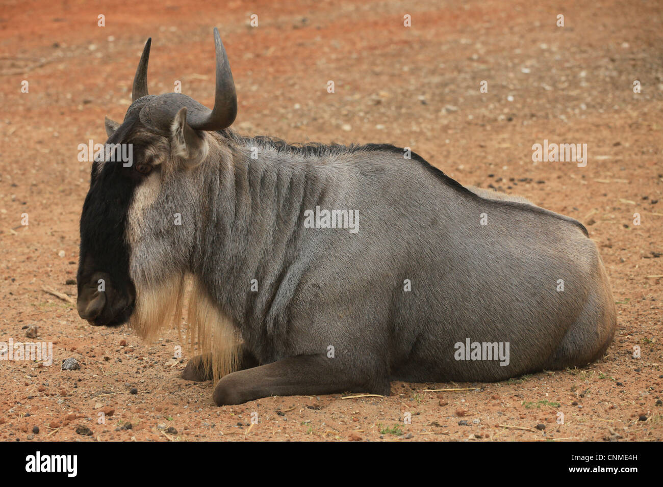 A Wildebeest Gnu antelope Stock Photo - Alamy