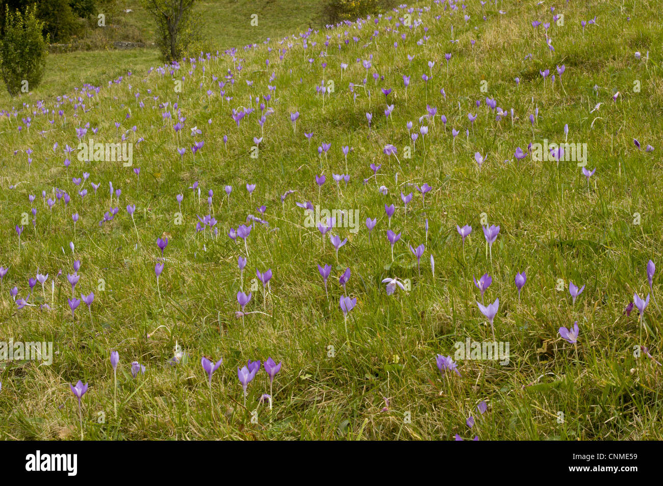 Autumn Crocus (Crocus banaticus) flowering, mass in pasture habitat ...