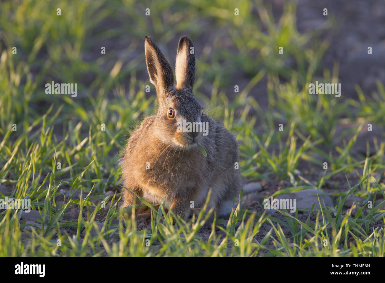 European Hare (Lepus europaeus) leveret, feeding in crop field ...