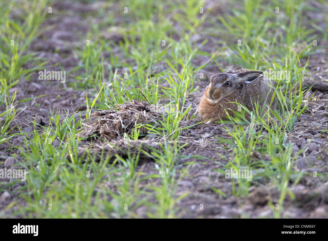 European Hare (Lepus europaeus) leveret, resting in crop field ...