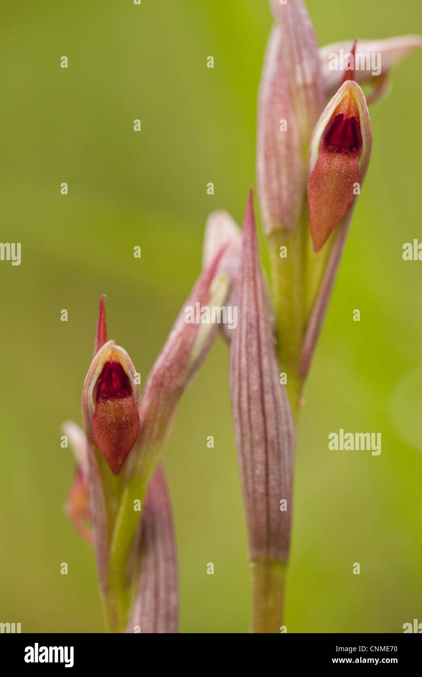Small-flowered Tongue Orchid (Serapias parviflora) close-up of flowers ...