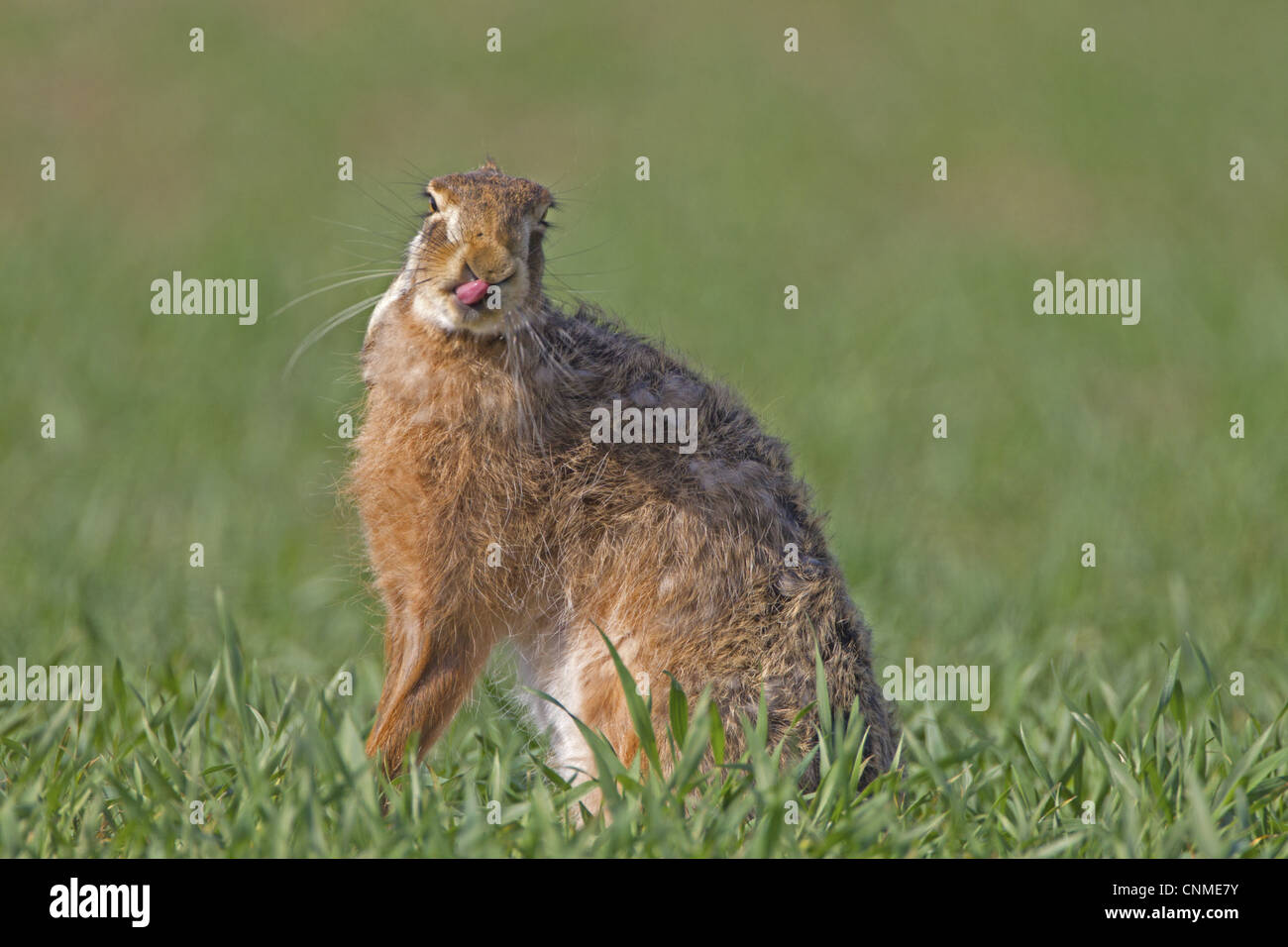 European Hare Lepus europaeus adult licking nose tongue sitting in crop ...