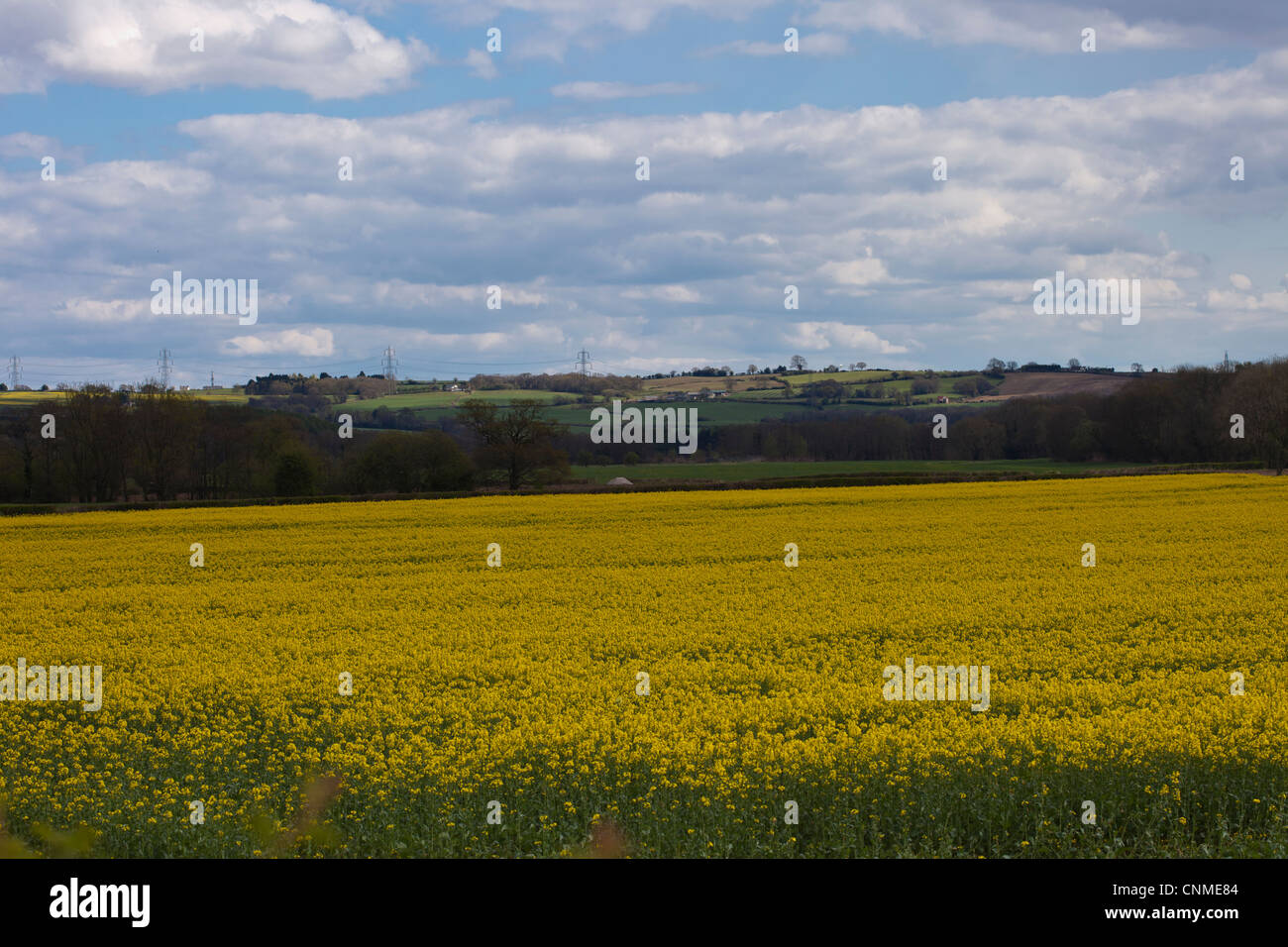 Rape seed crop field Stock Photo - Alamy