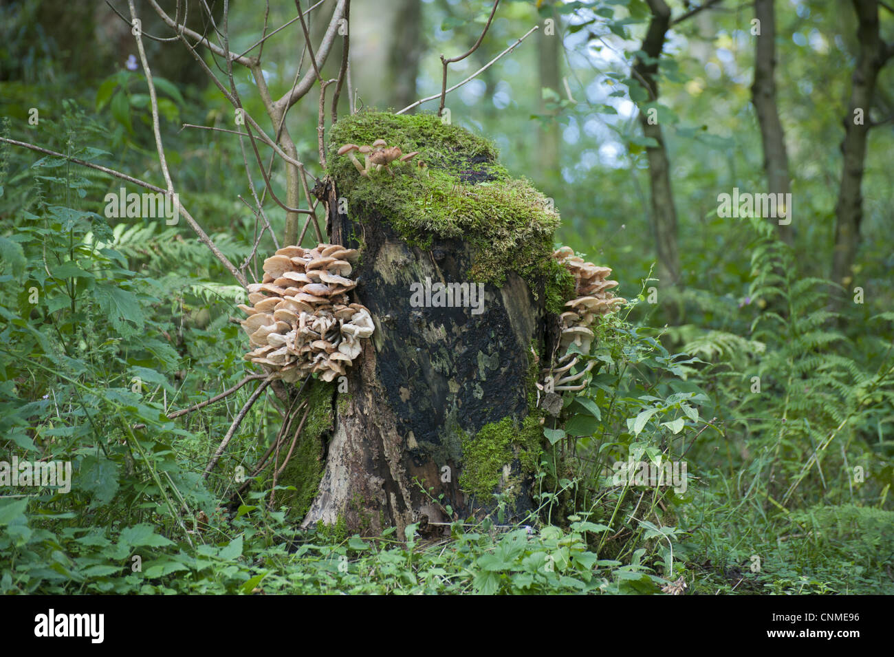 Rot rots rotting rotten hi-res stock photography and images - Alamy