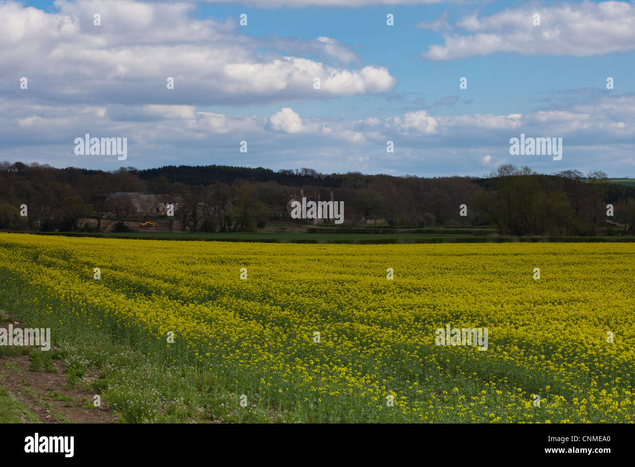Rape seed crop field Stock Photo - Alamy