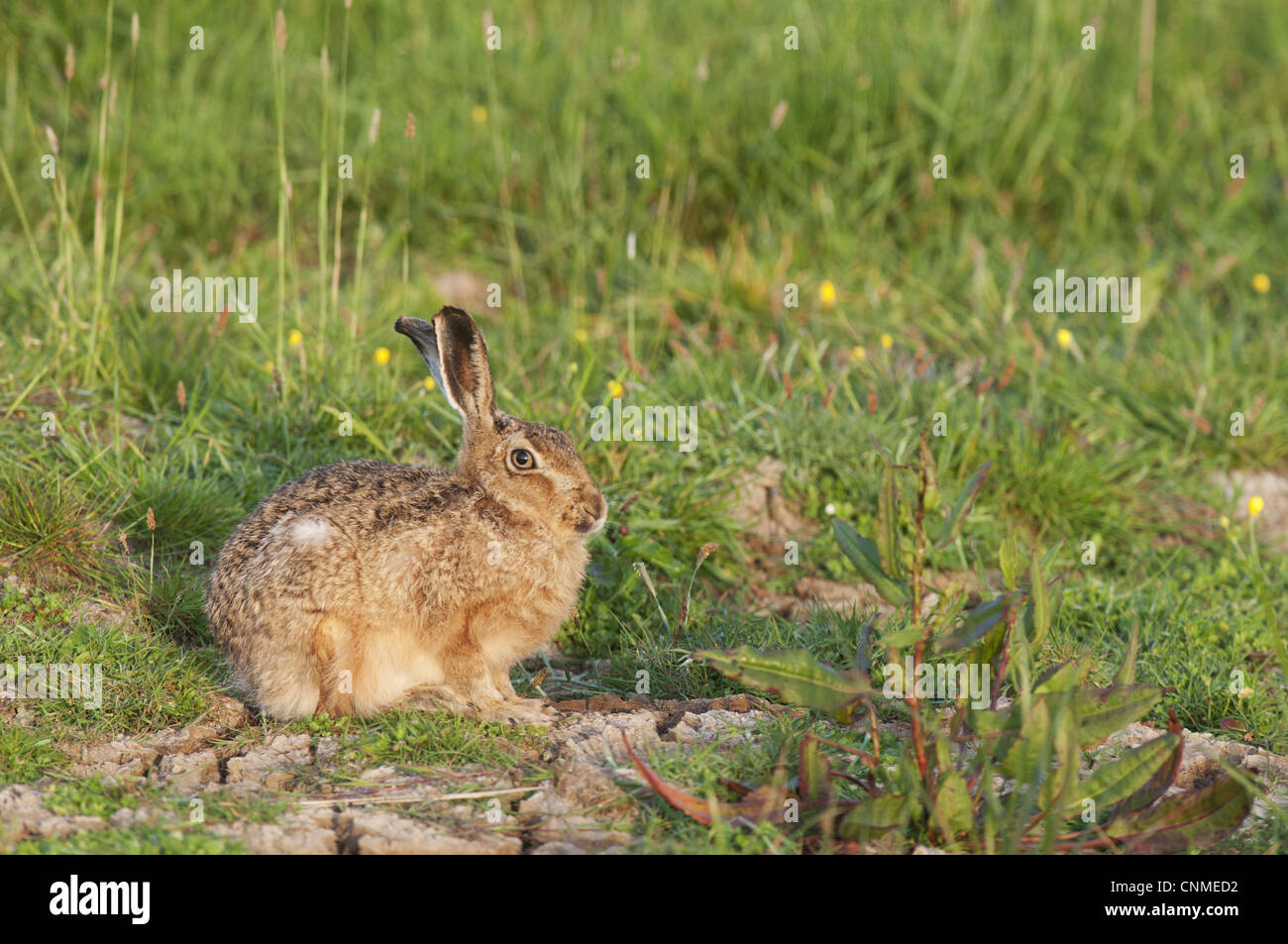 European Hare (Lepus europaeus) adult, sitting on coastal grazing marsh ...