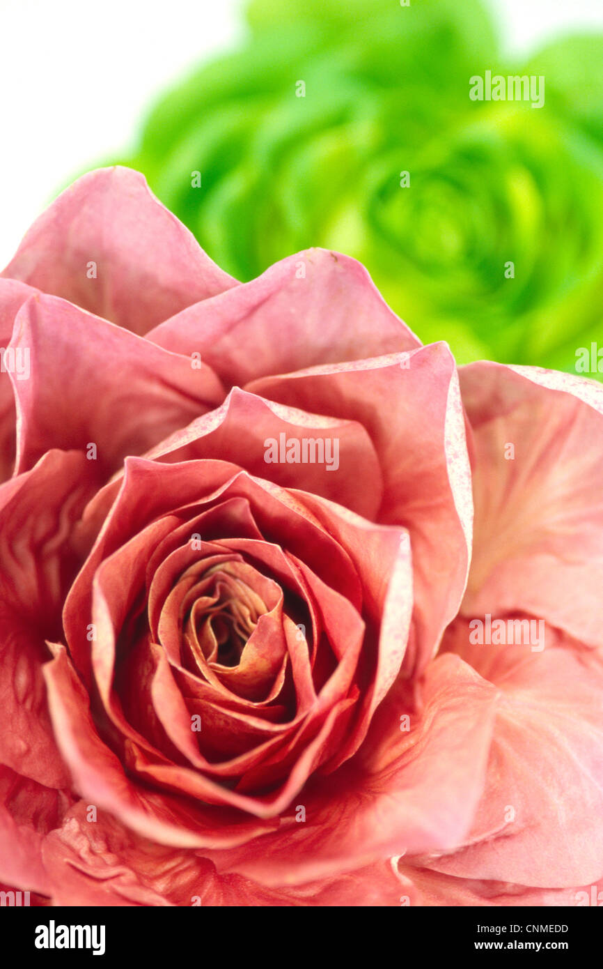 Pink radicchio hi-res stock photography and images - Alamy