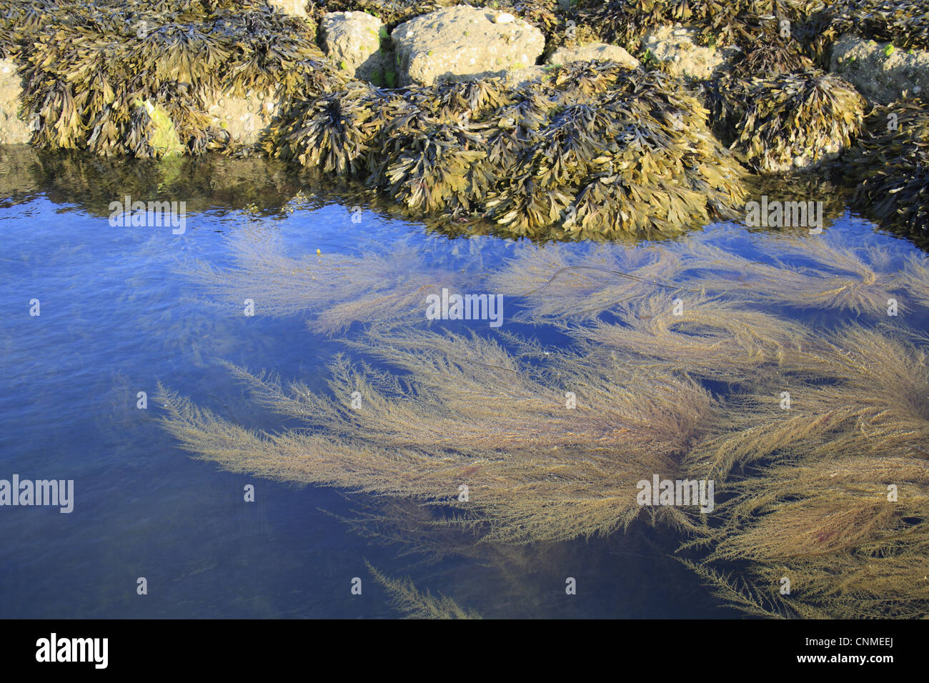 Japanese Wireweed Sargassum muticum introduced invasive species fronds ...