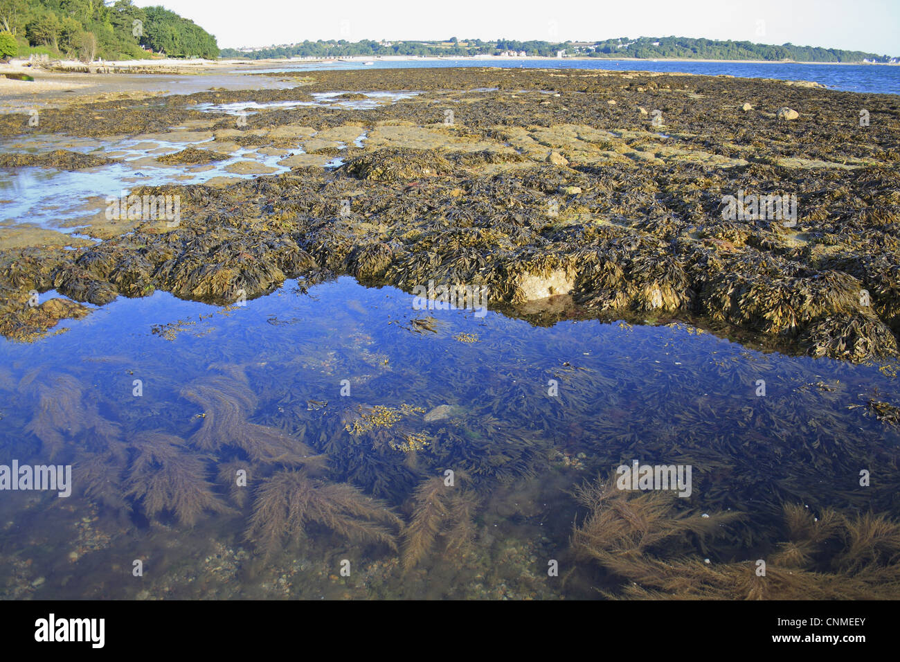 Japanese Wireweed Sargassum muticum introduced invasive species Toothed ...
