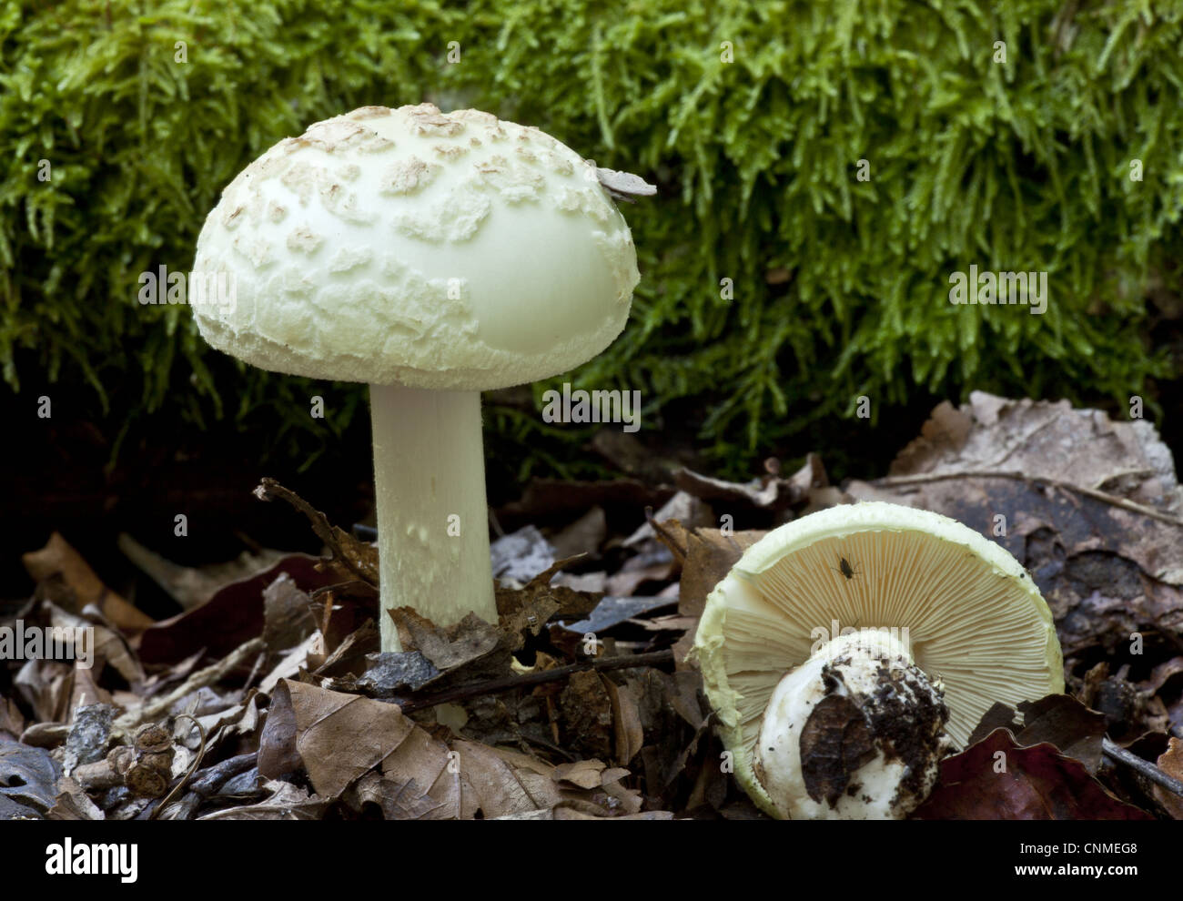 Death bodies hi-res stock photography and images - Alamy