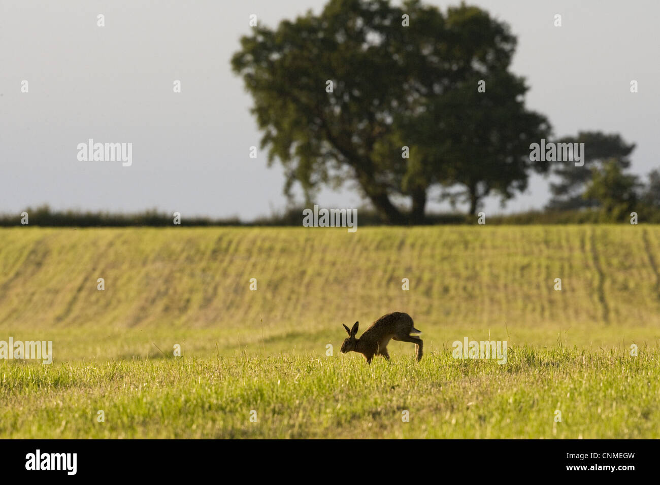 European Hare (Lepus europaeus) adult, walking across recently cut hay ...