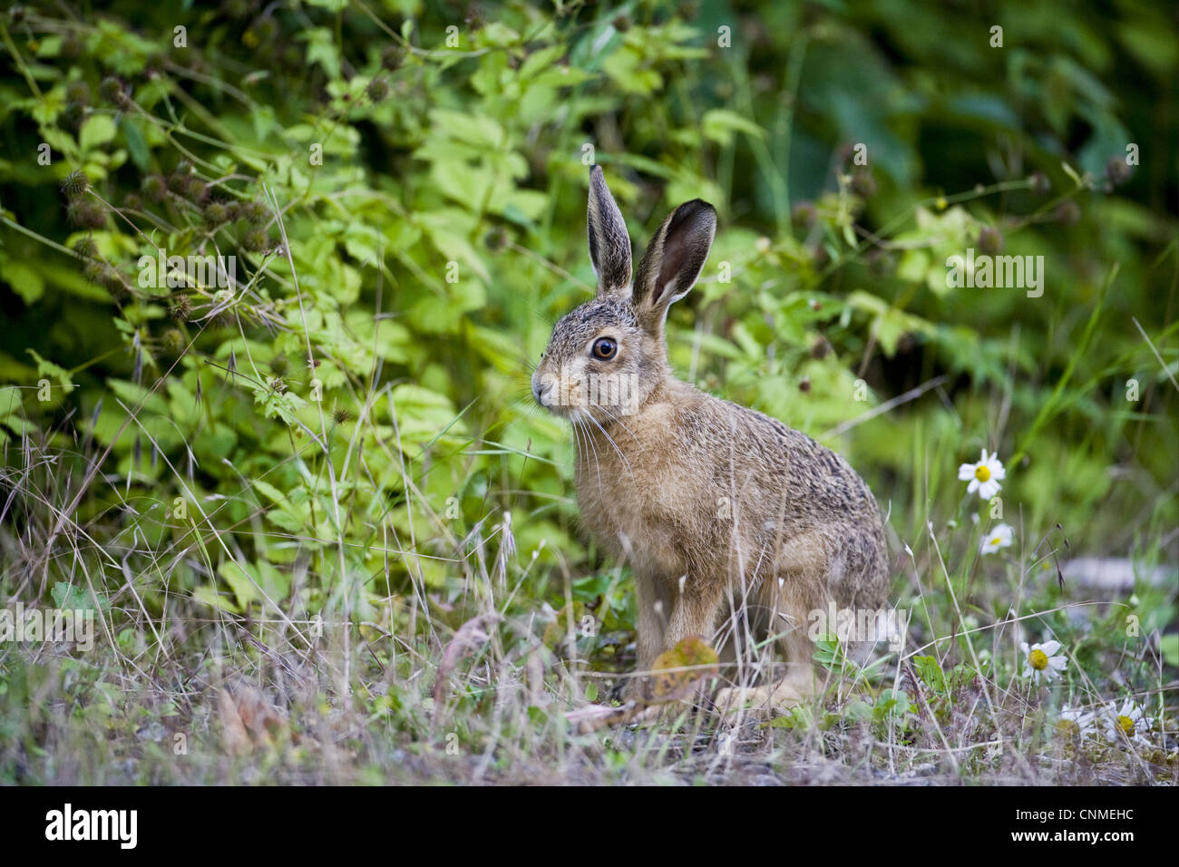 European Hare (Lepus europaeus) leveret, emerging from hedgerow, County ...
