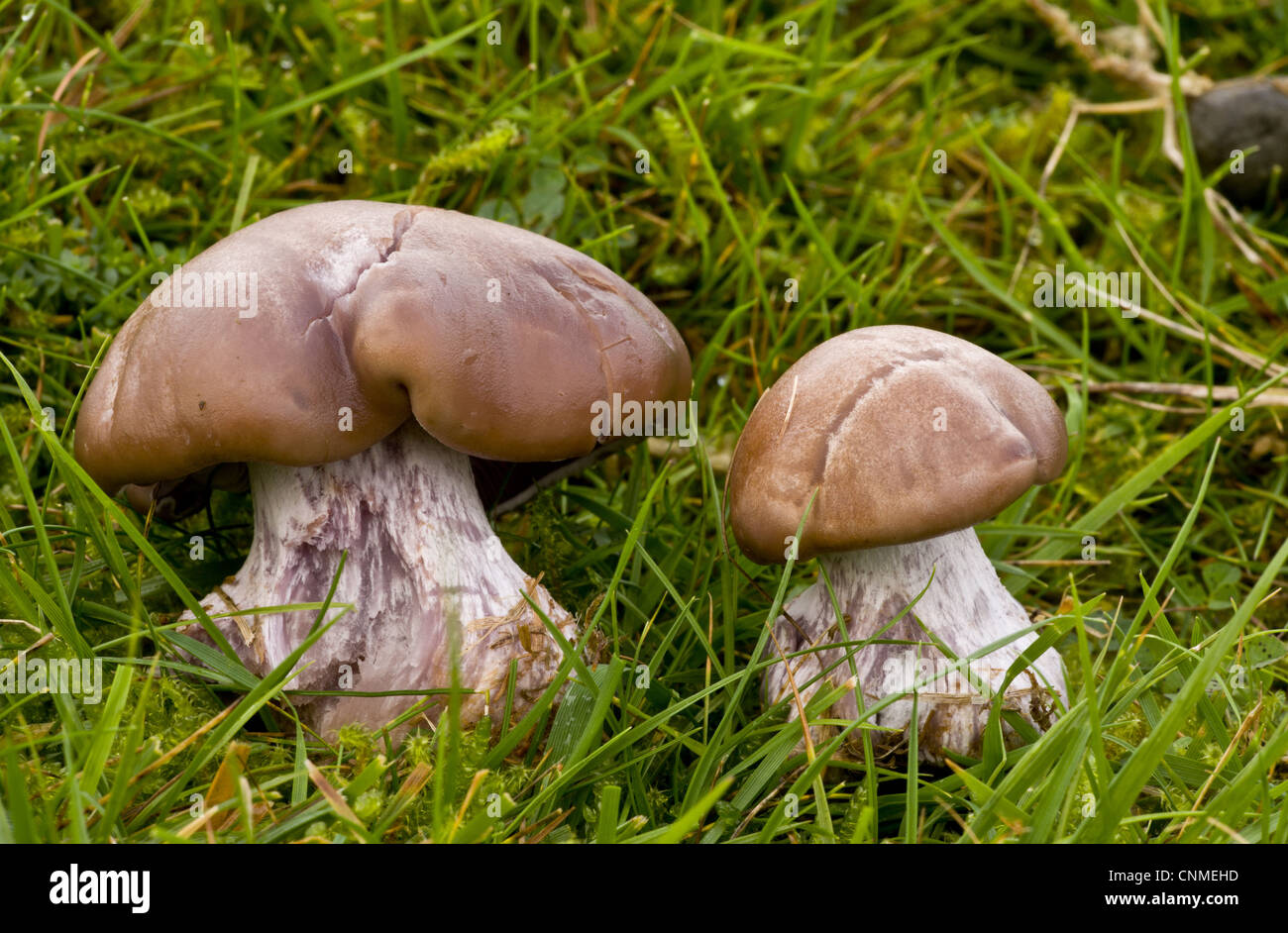 Field Blewit (Lepista saeva) fruiting bodies, growing in acid grassland ...