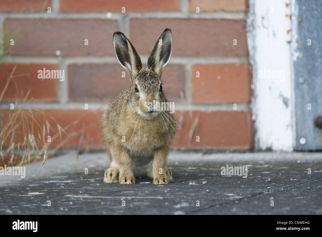 European Hare Lepus europaeus leveret standing on step farm building ...