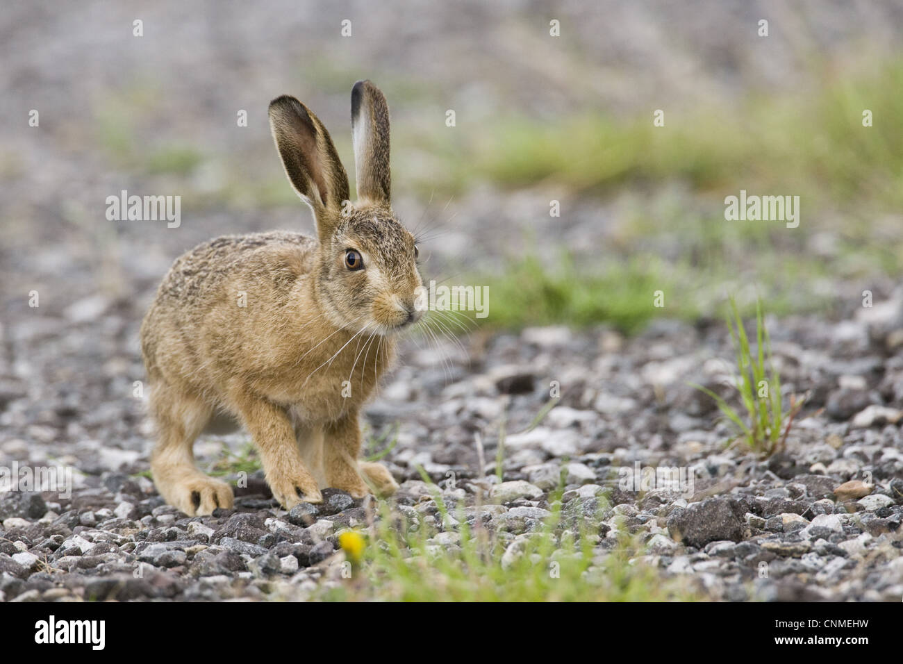 European Hare (Lepus europaeus) leveret, waiting for mother on farmland ...