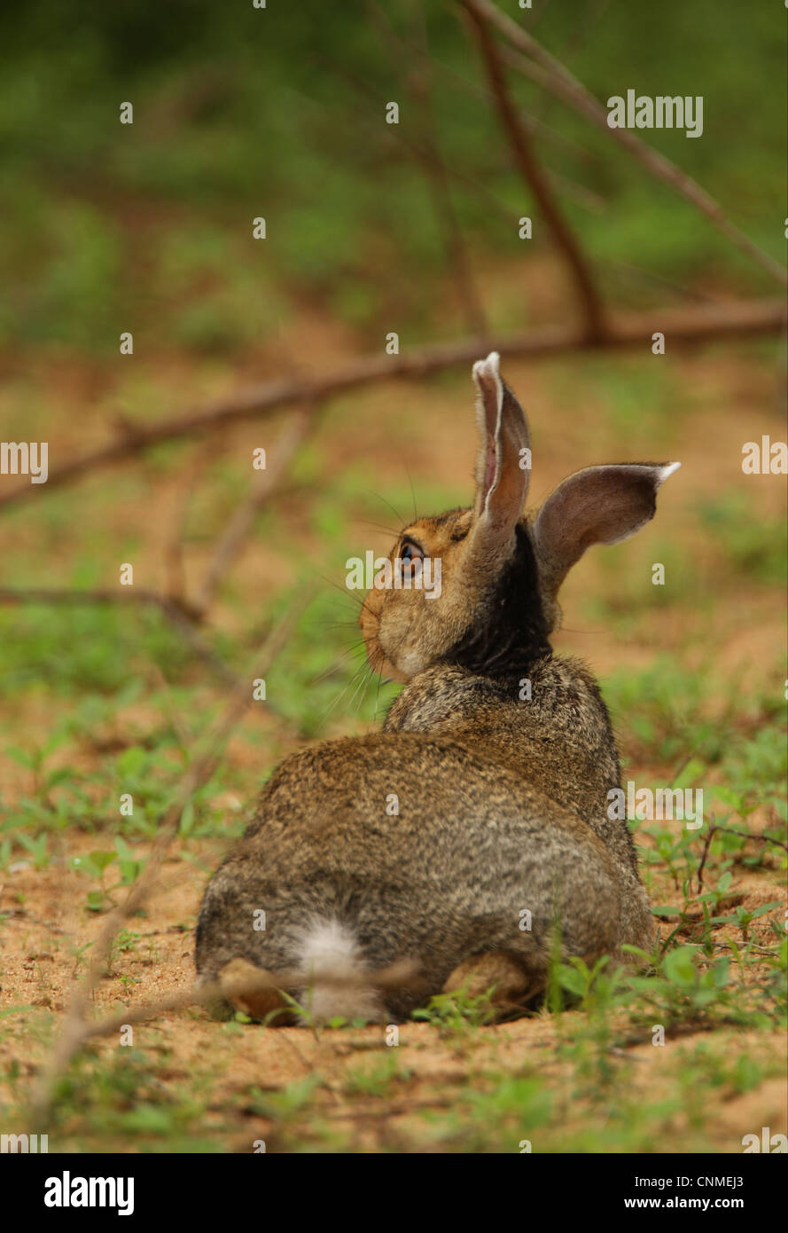 Indian Hare (Lepus nigricollis) adult, resting under bush, Yala N.P ...