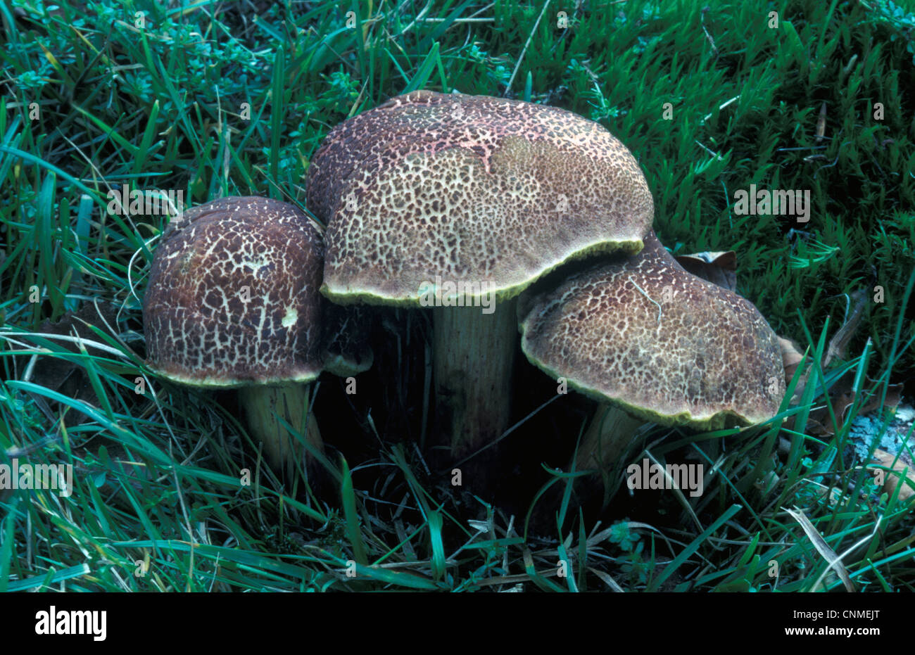 Fungi - Red Crackling Boletus (Boletus chrysenteron Stock Photo - Alamy