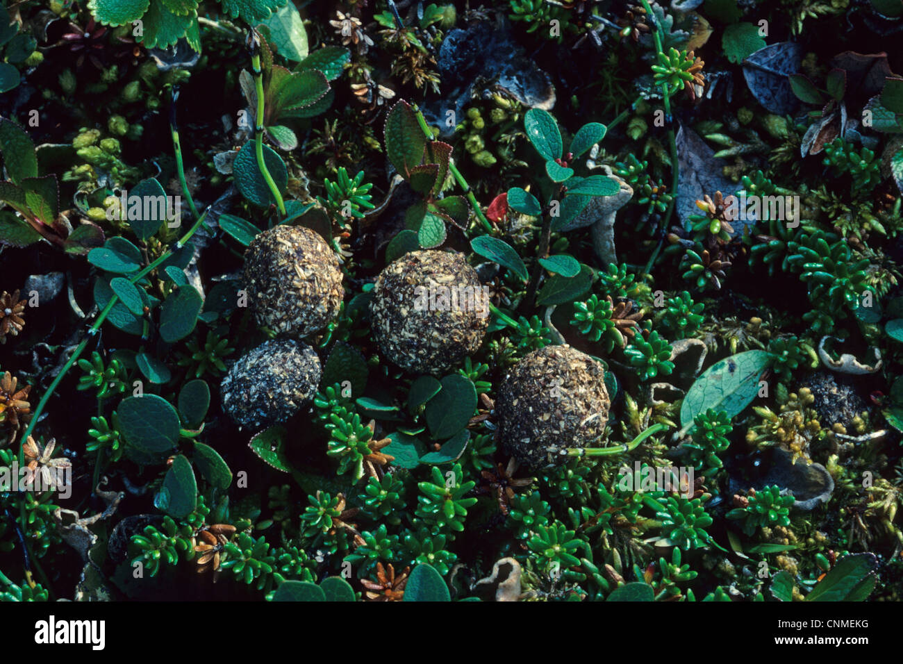 Mountain Hare (Lepus timidus) droppings, Arctic Sweden Stock Photo - Alamy