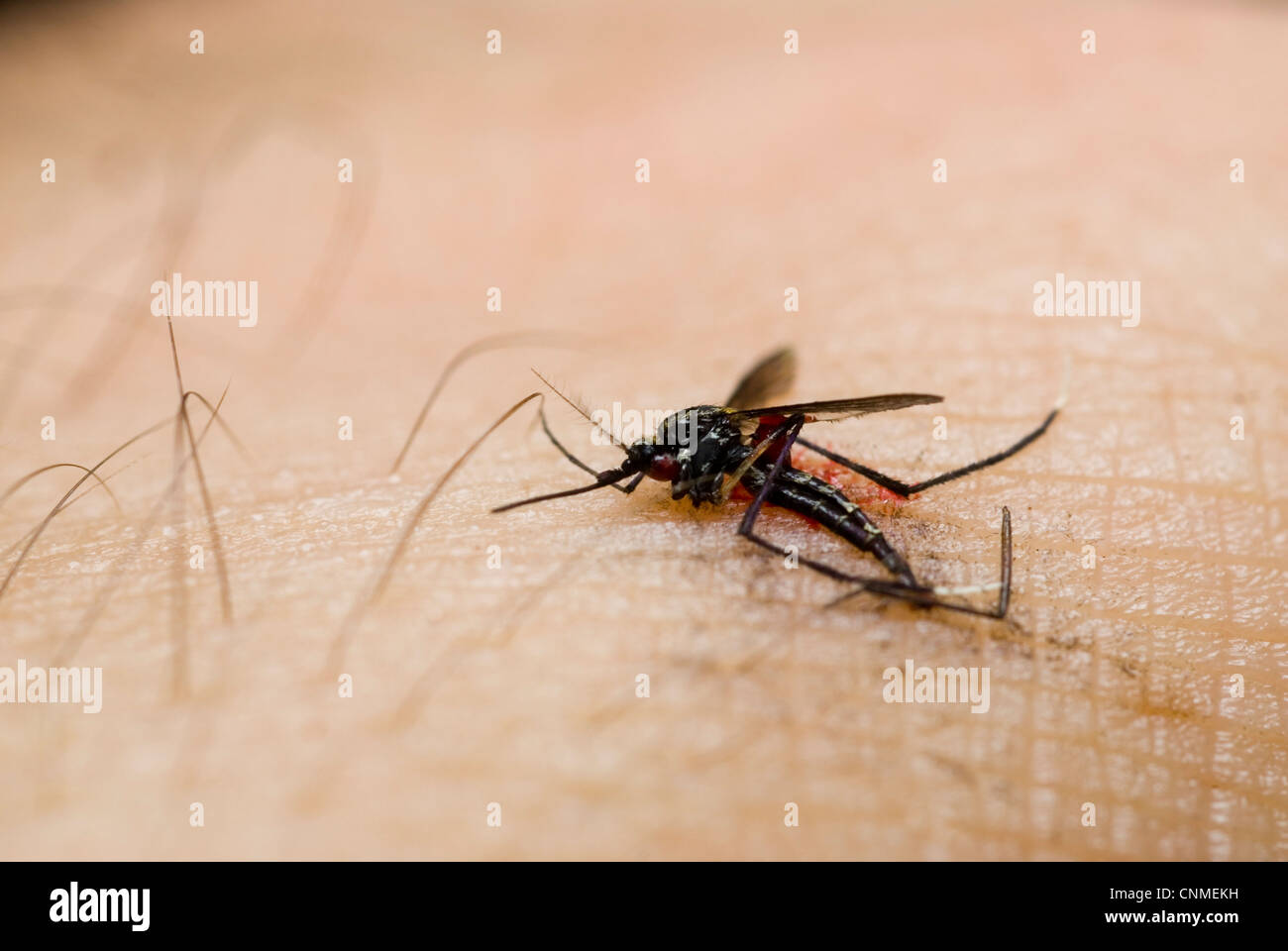 Swatted dead mosquito (Culex sp.) on hand Stock Photo - Alamy