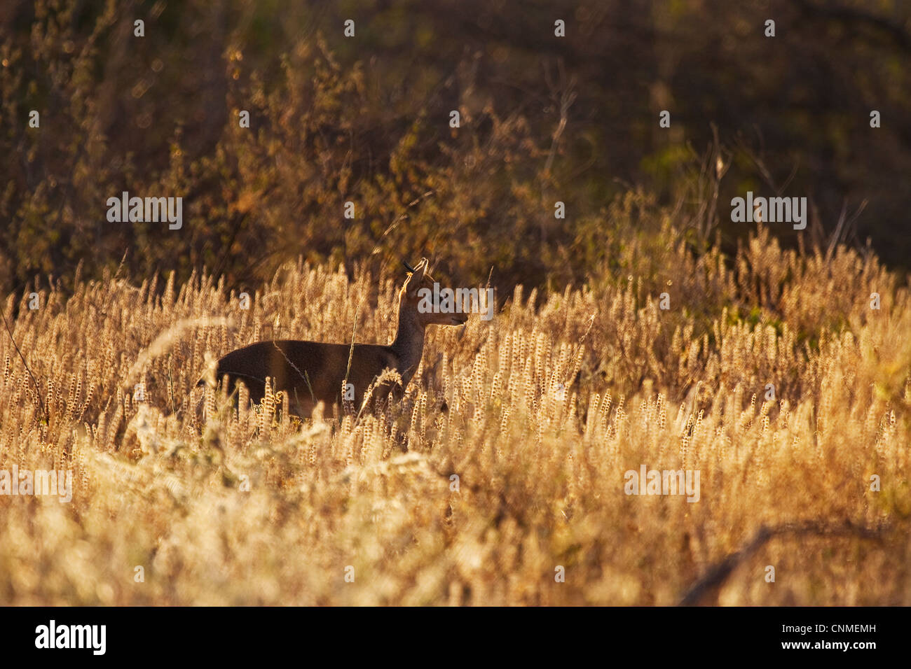 Dic dic deer in Kenya,Africa Stock Photo - Alamy