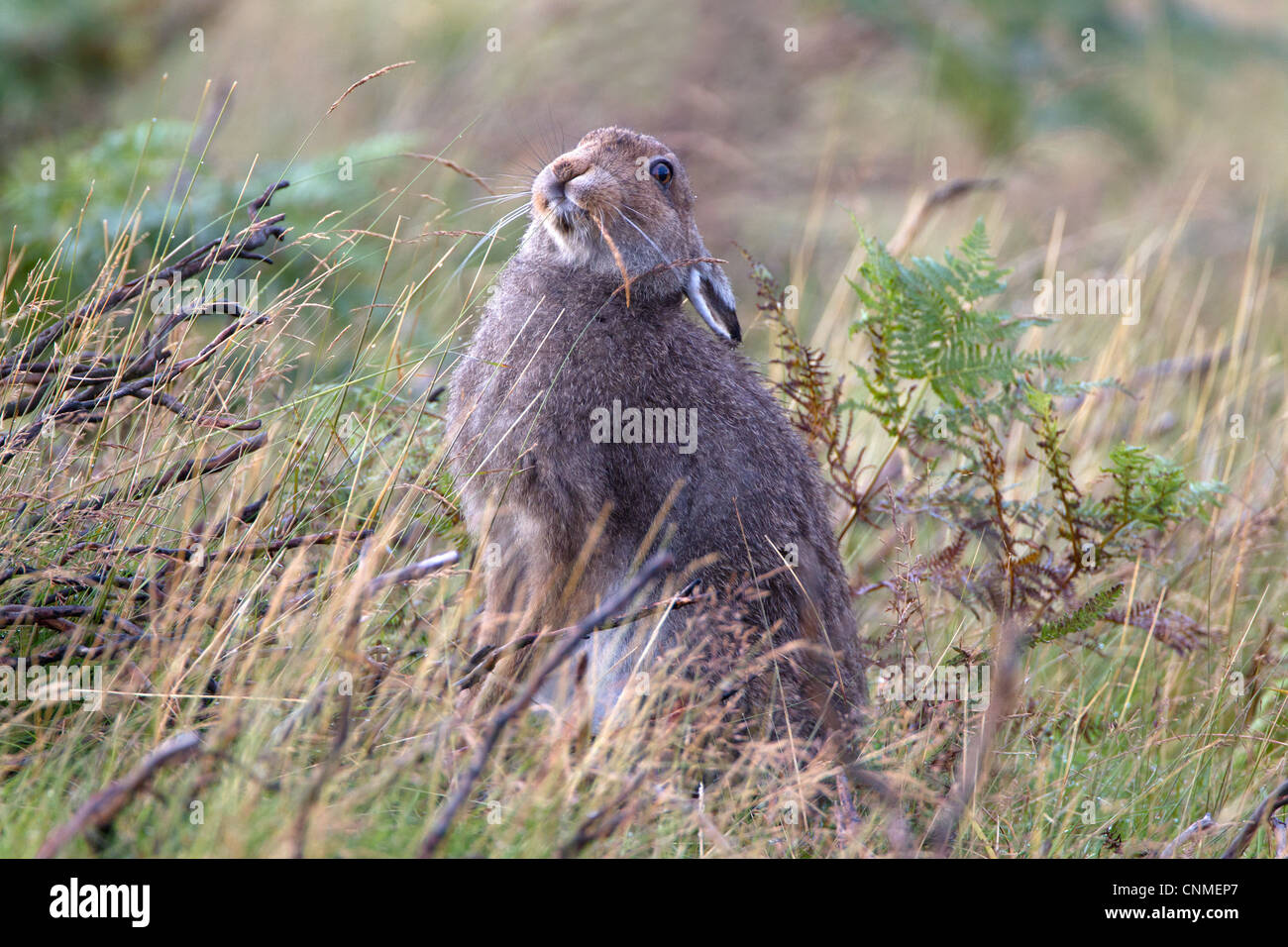 Hares eating grass hi-res stock photography and images - Alamy