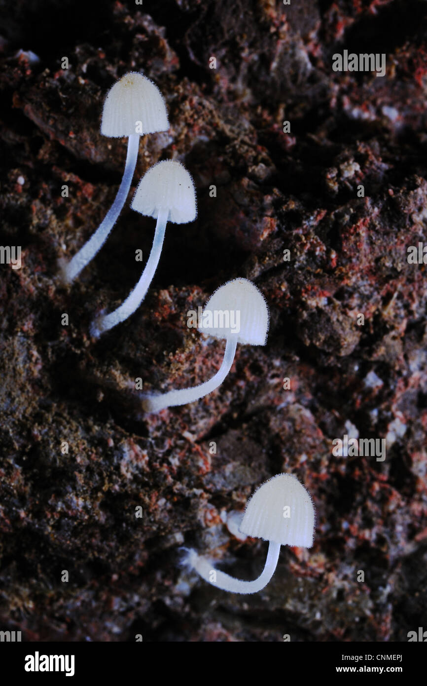 Cave fungi hi-res stock photography and images - Alamy