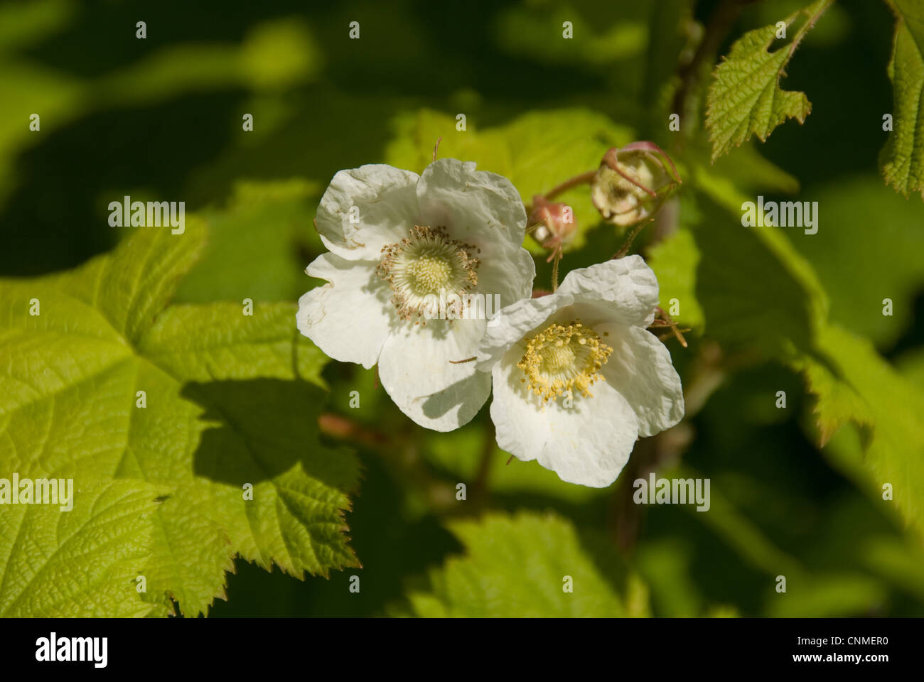 Thimbleberry hi-res stock photography and images - Alamy